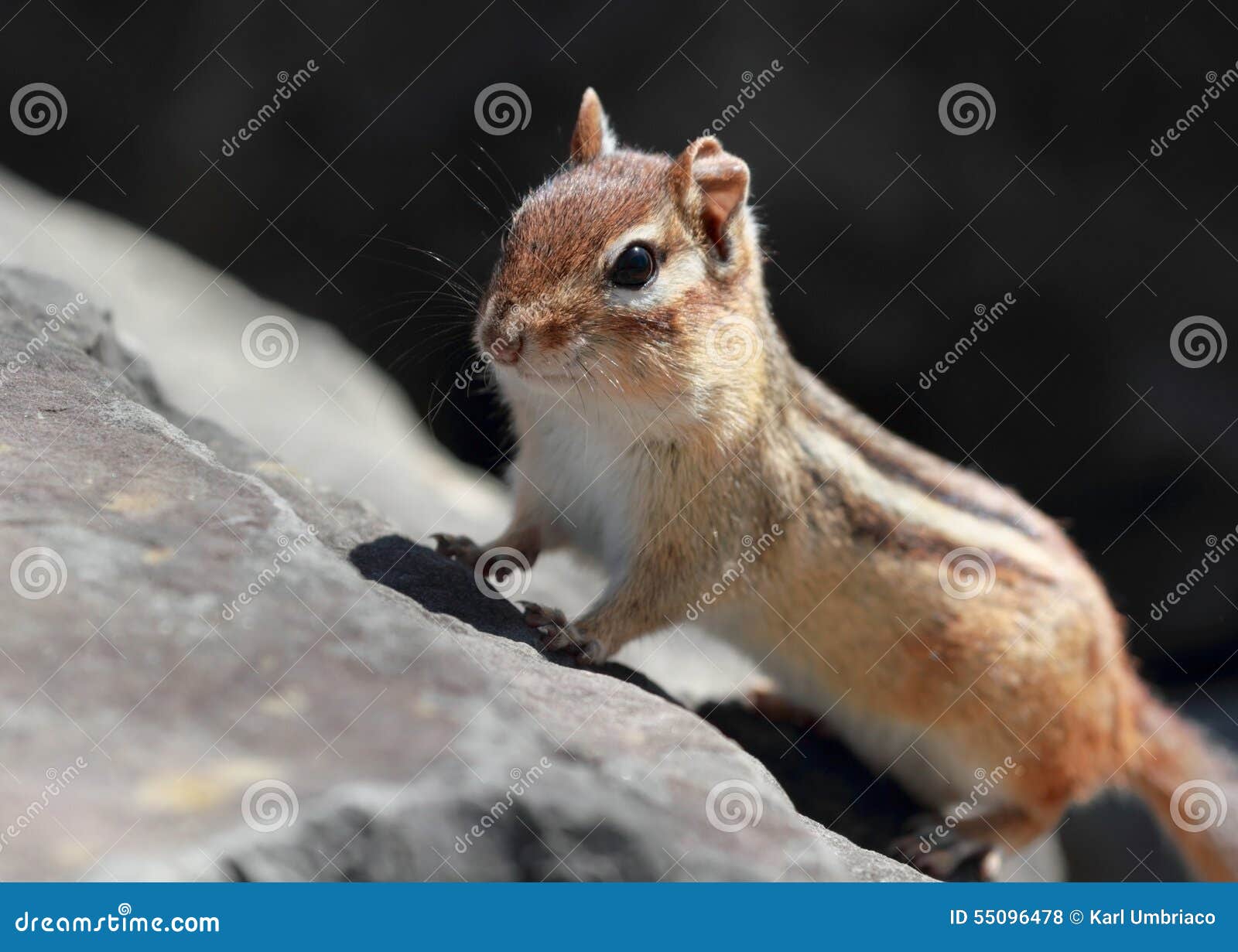 Chipmunk stock photo. Image of animal, beauty, chipmunk - 55096478