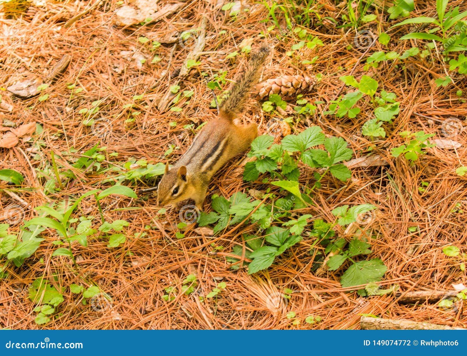 A Chipmunk Running Around in the Grass Having Fun Stock Photo - Image ...