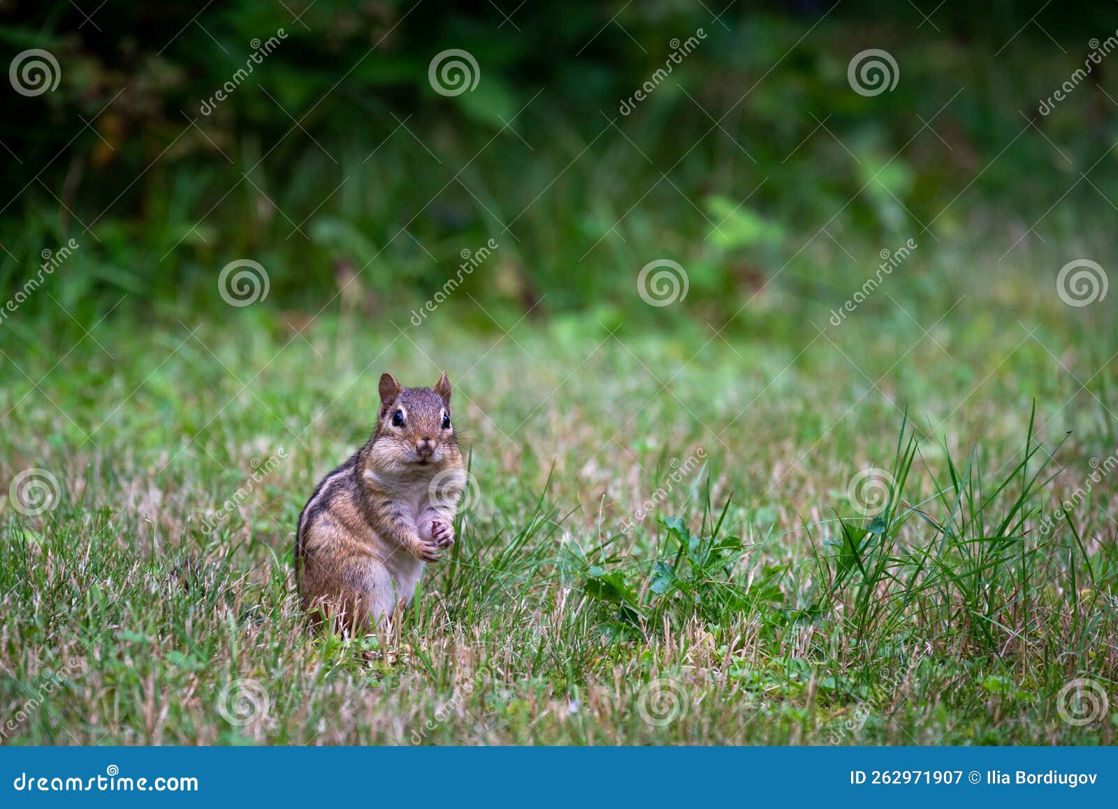Chipmunk in the Grass in Wisconsin Stock Image - Image of plant ...