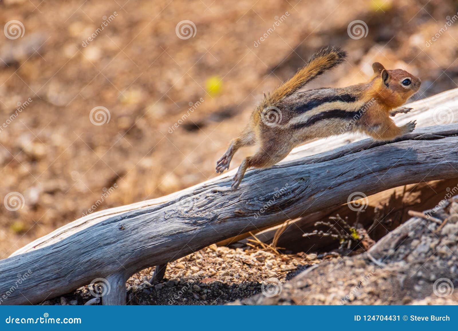 Chipmunk Running on Log stock image. Image of alert - 124704431