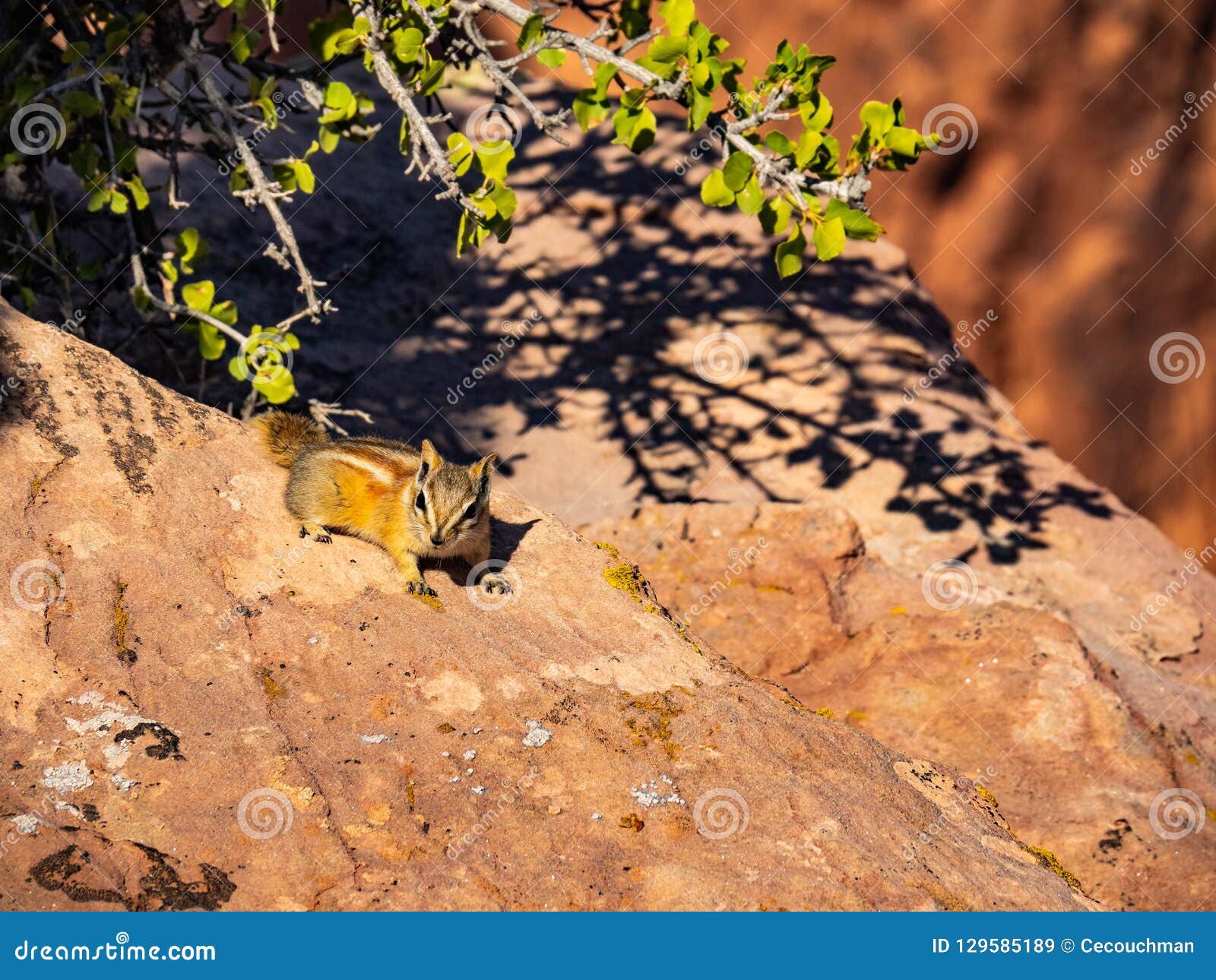 Scampering Stock Photos - Download 90 Royalty Free Photos