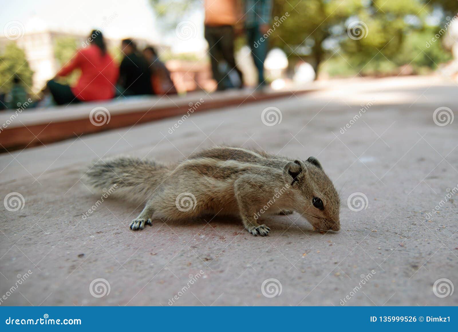 Chipmunk in the park stock photo. Image of nature, animals - 135999526