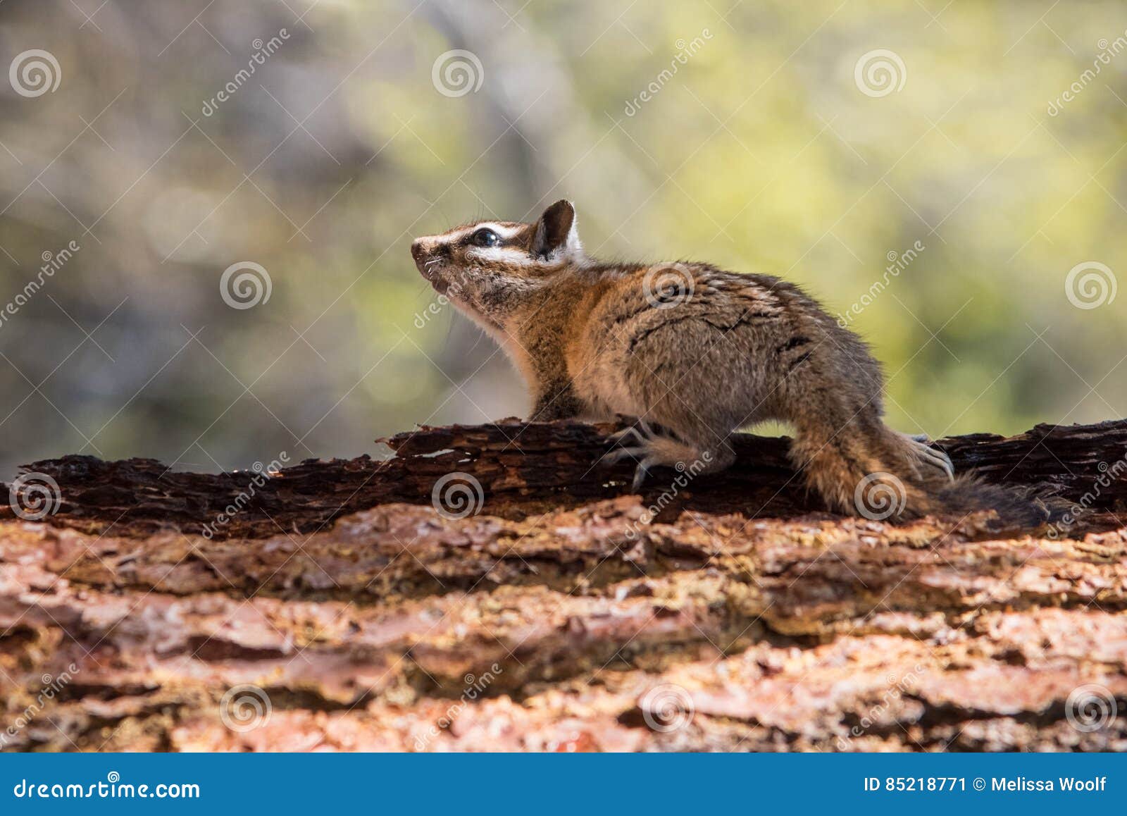 Chipmunk Side View stock image. Image of side, animal - 85218771
