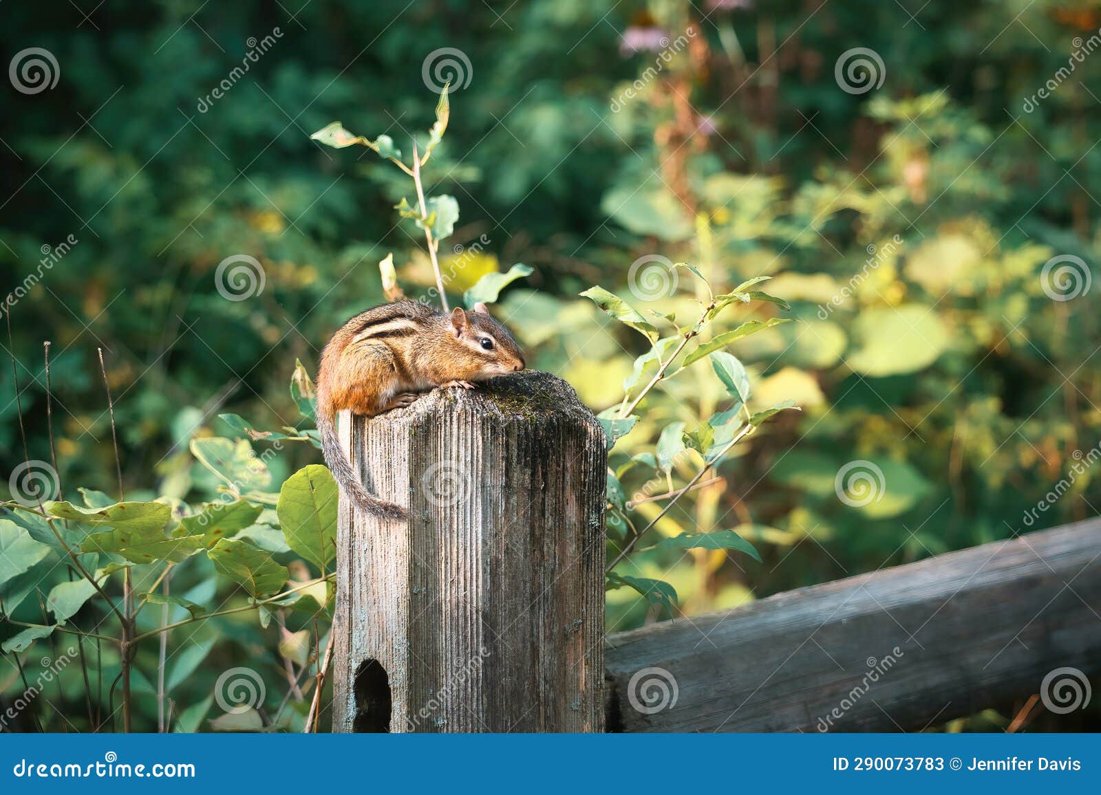 Chipmunk Sits on a Fence Post Stock Image - Image of summer, sits ...