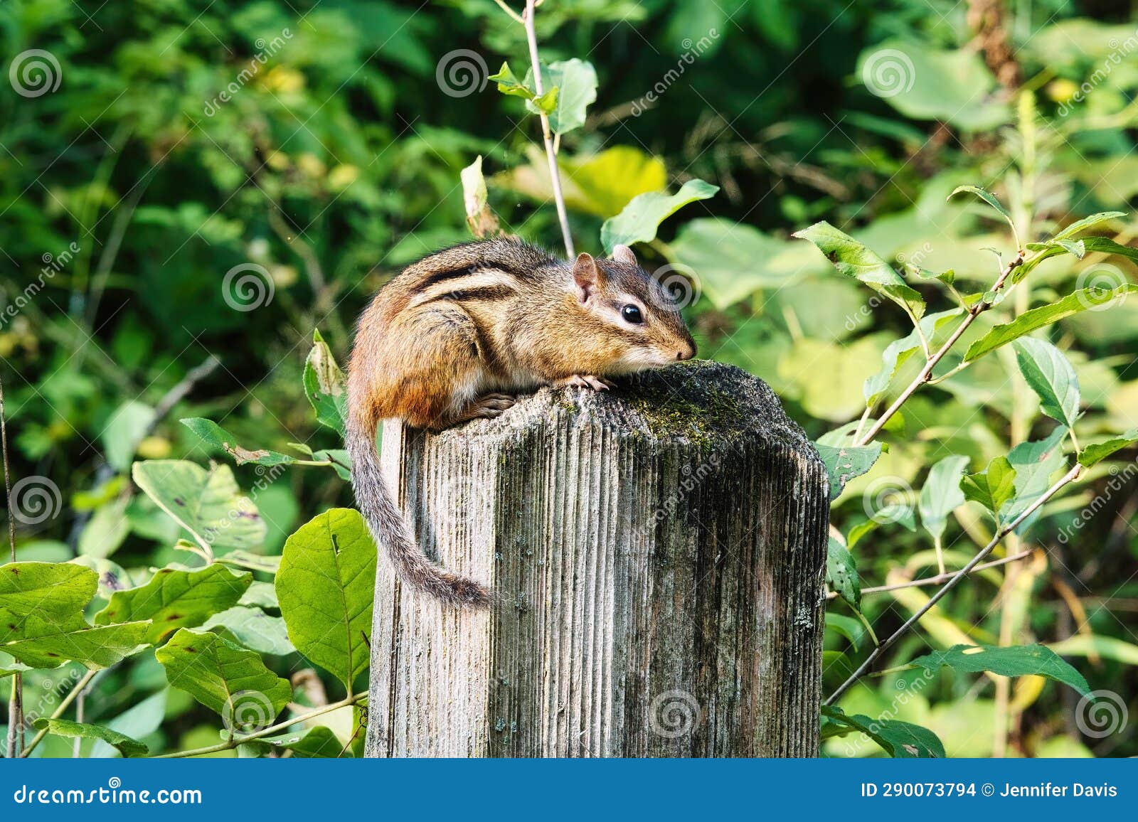 Chipmunk Sits on a Fence Post Stock Photo - Image of chipmunk, nature ...