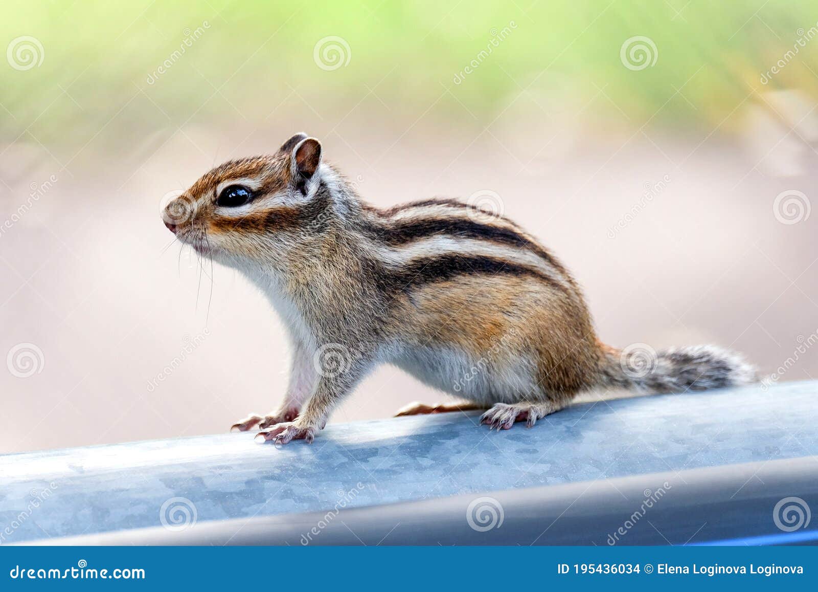 Chipmunk Sits on a Gray Pipe. Small Brown Wild Animal with Stripes on ...