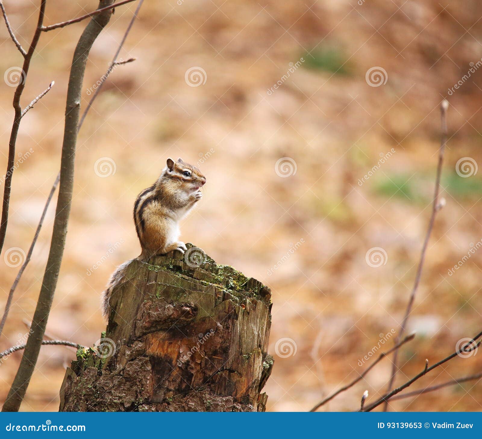 The Chipmunk Sits on the Stump. Stock Image - Image of paws, nature ...