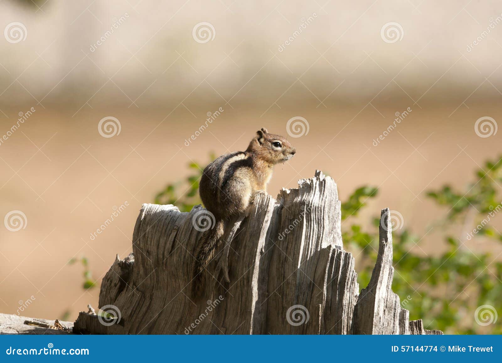 Chipmunk stock photo. Image of wildlife, trees, seeds - 57144774