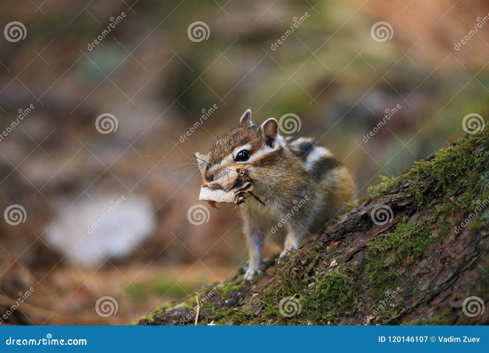 The chipmunk. stock image. Image of nature, wildlife - 120146107