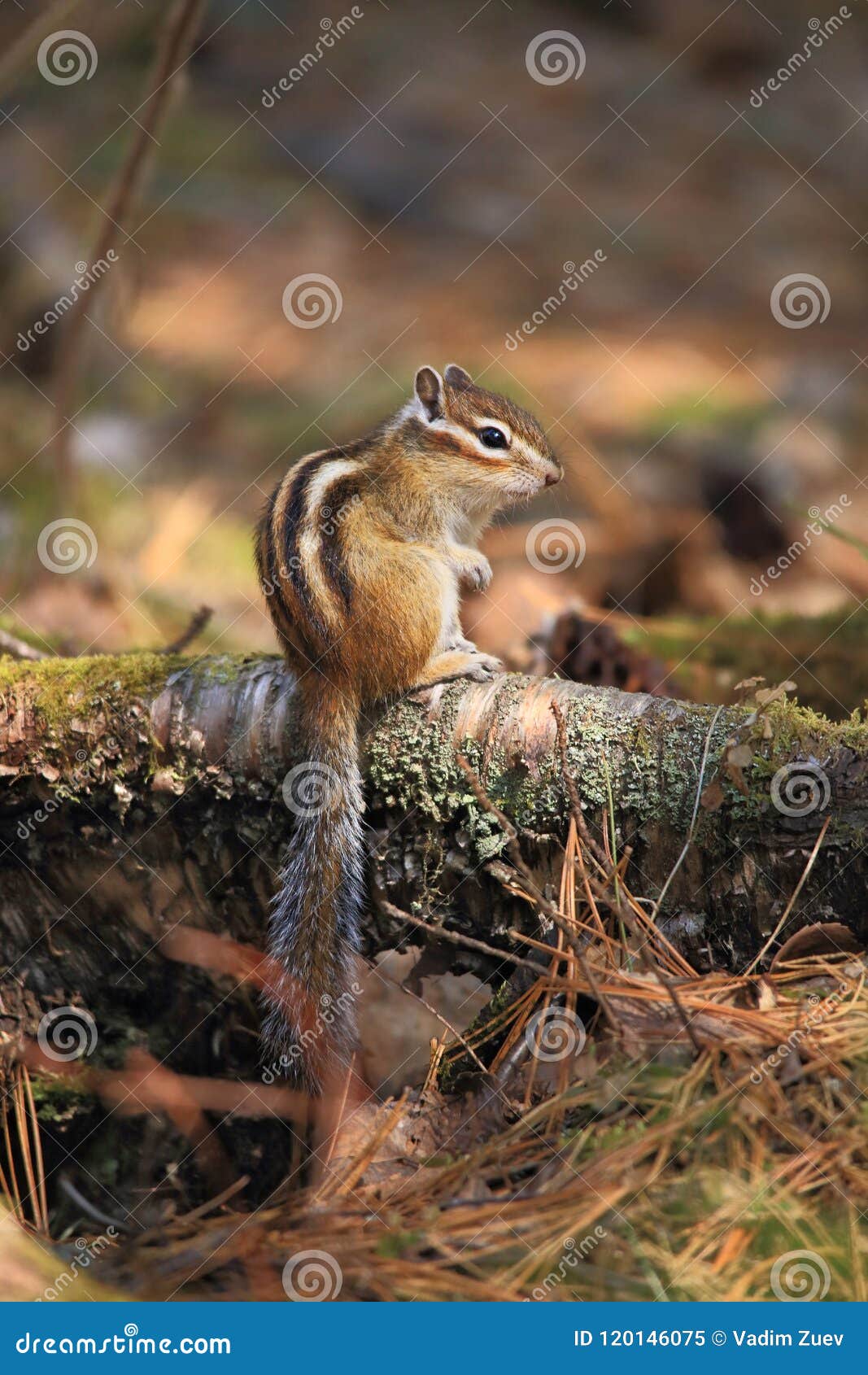 The chipmunk. stock image. Image of park, wild, squirrel - 120146075