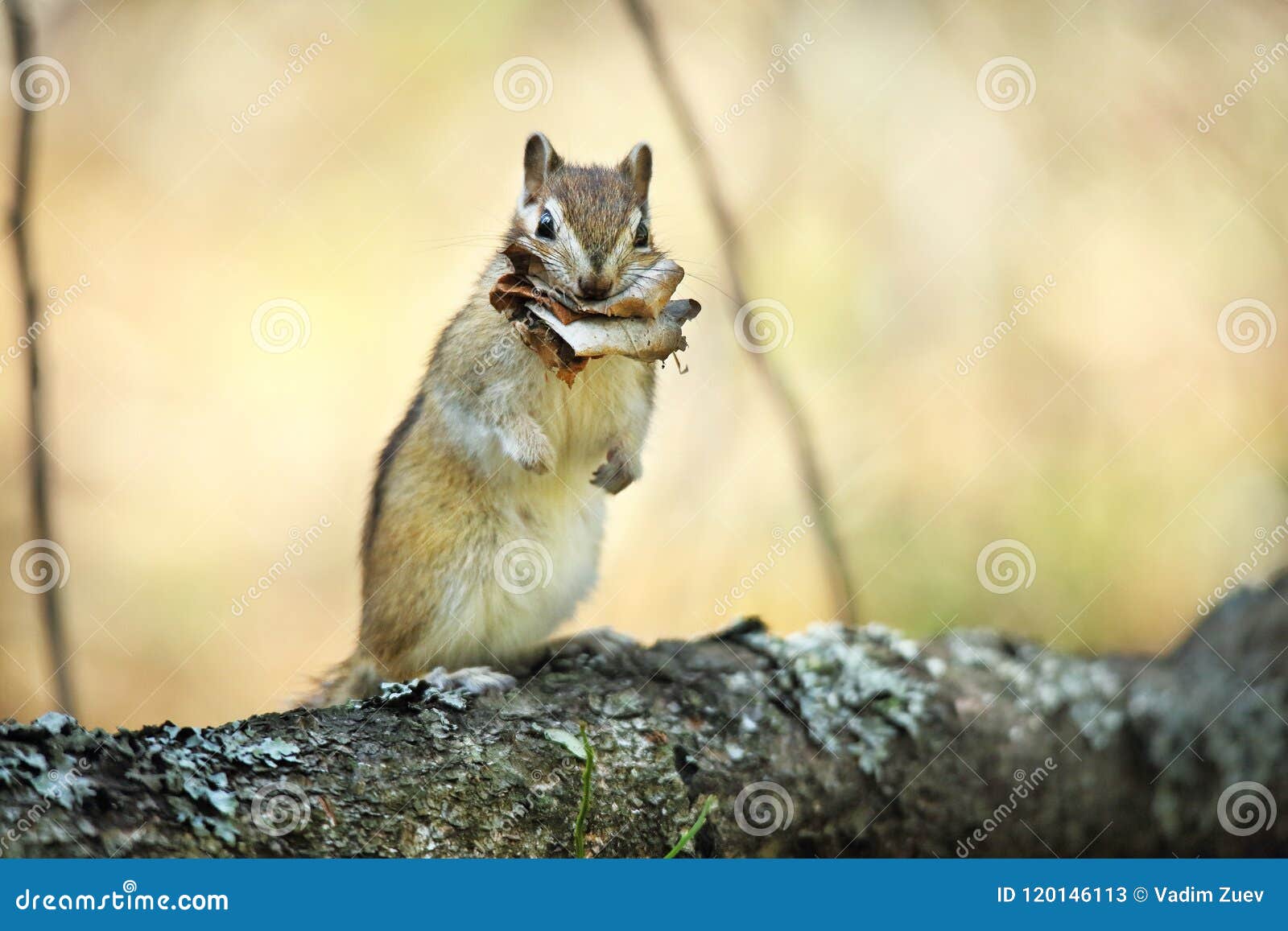 The chipmunk. stock image. Image of chipmunk, park, squirrel - 120146113