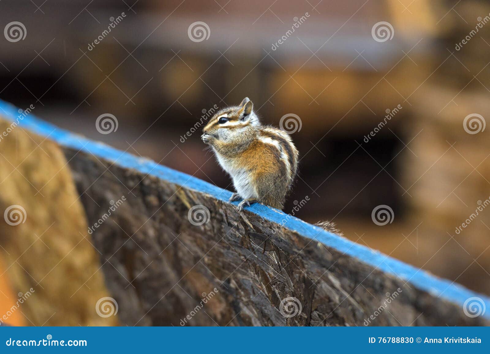 Chipmunk sitting stock photo. Image of holding, peanut - 76788830