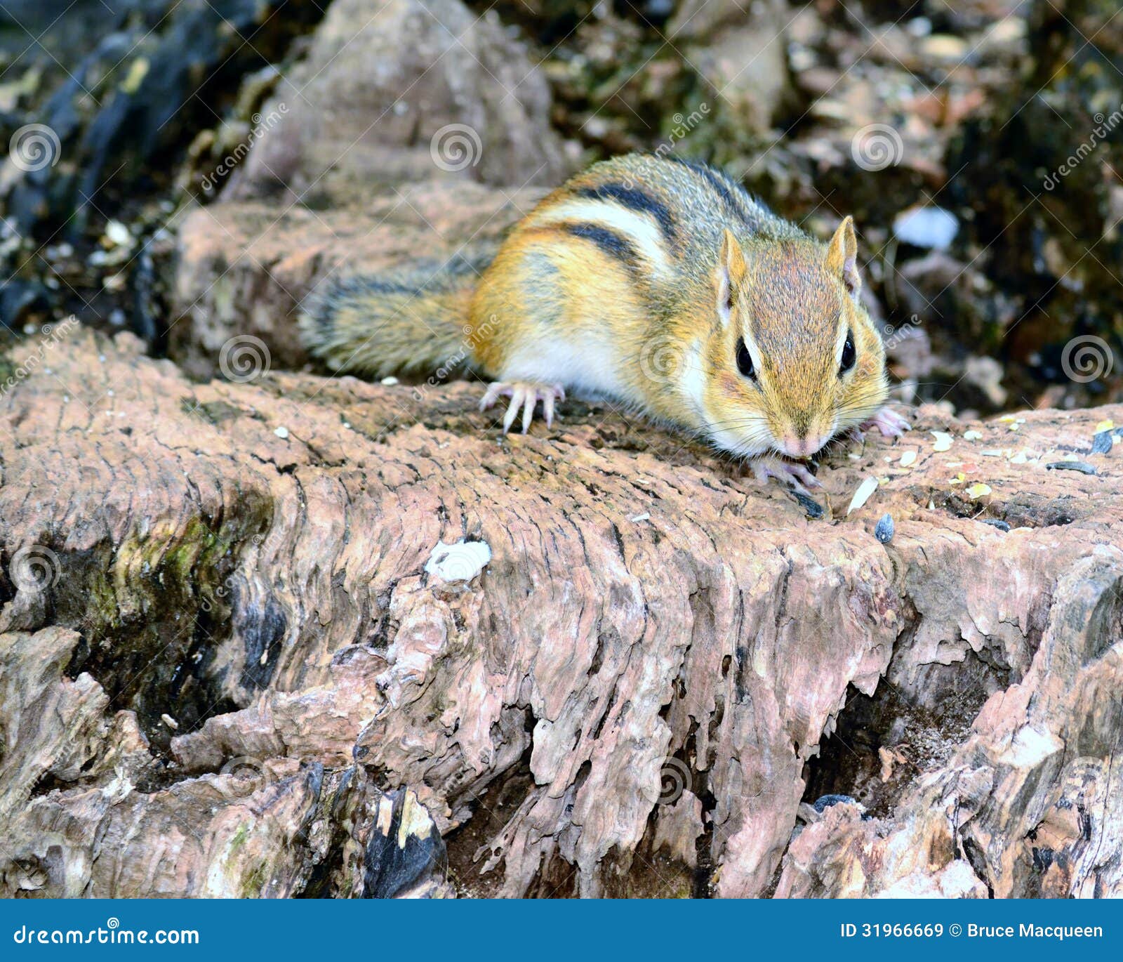 Chipmunk stock image. Image of adorable, nature, furry - 31966669