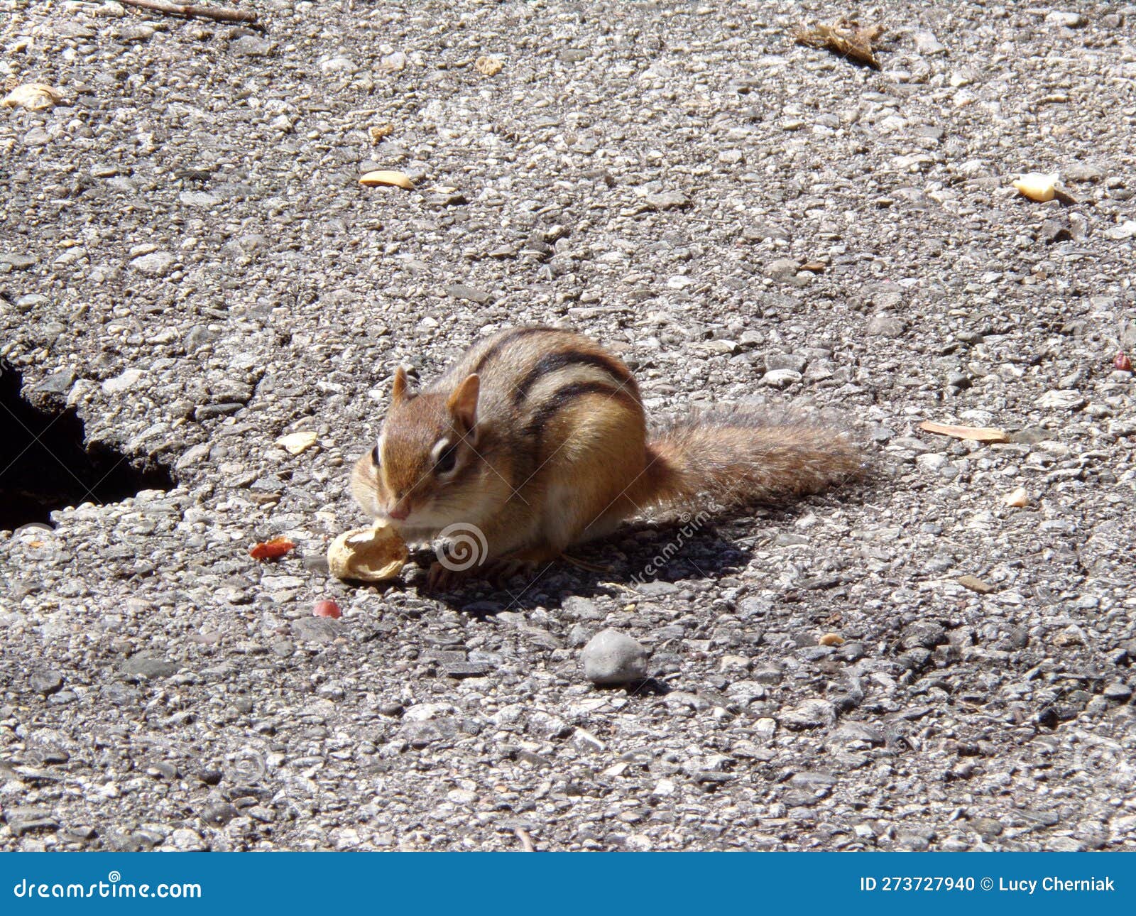 Chipmunk stock photo. Image of food, wildlife, rodent - 273727940