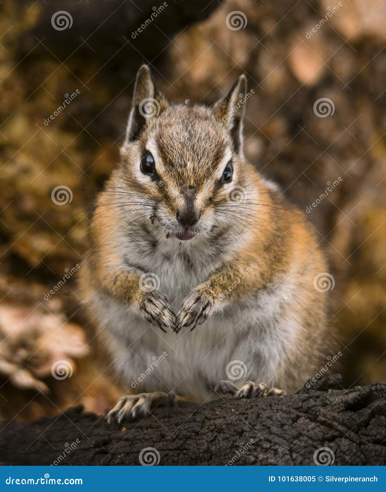 Chipmunk In The Winter Snow Stock Photo | CartoonDealer.com #36275334