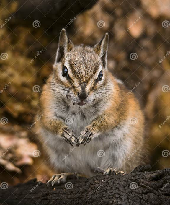 Chipmunk sitting on a log stock image. Image of mammals - 101638005