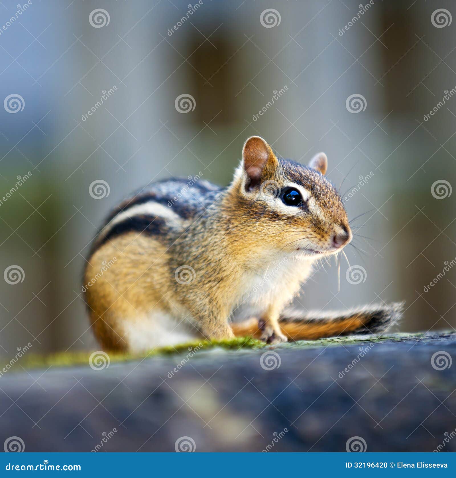 Chipmunk sitting on log stock photo. Image of outside - 32196420