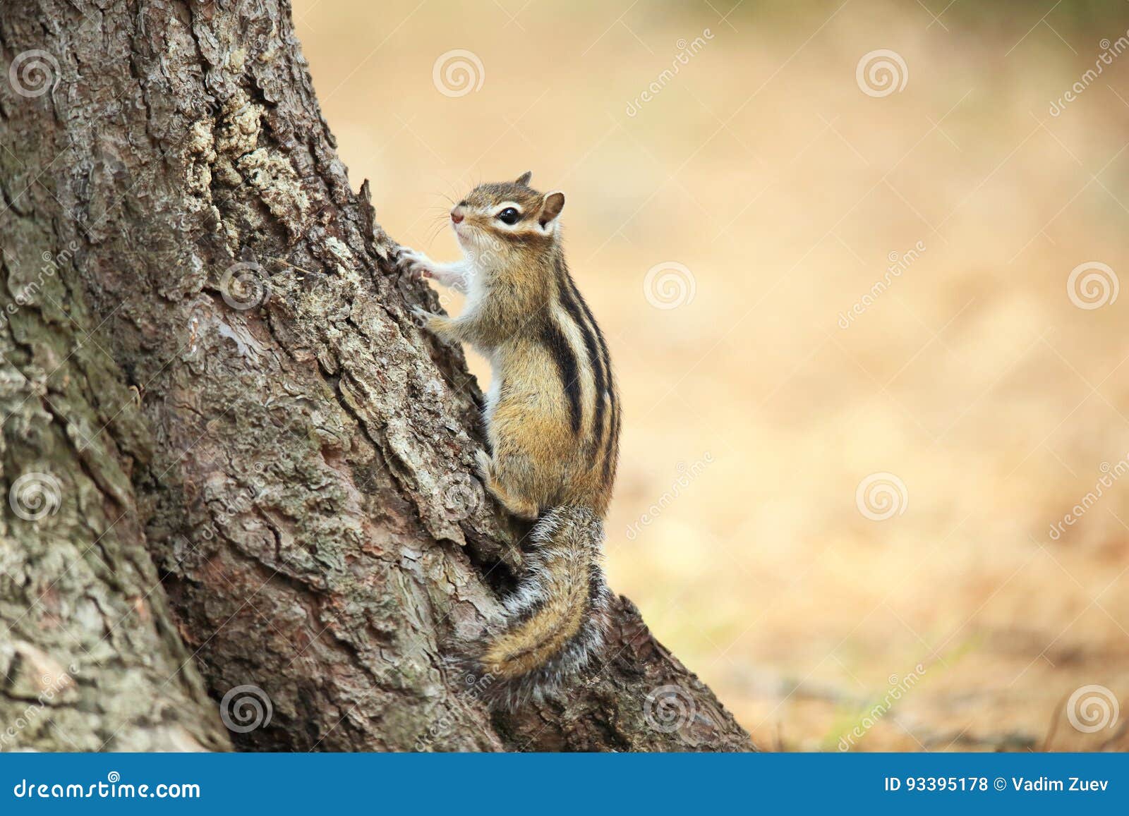 The Chipmunk is Sitting Near the Tree. Stock Photo - Image of rodent ...
