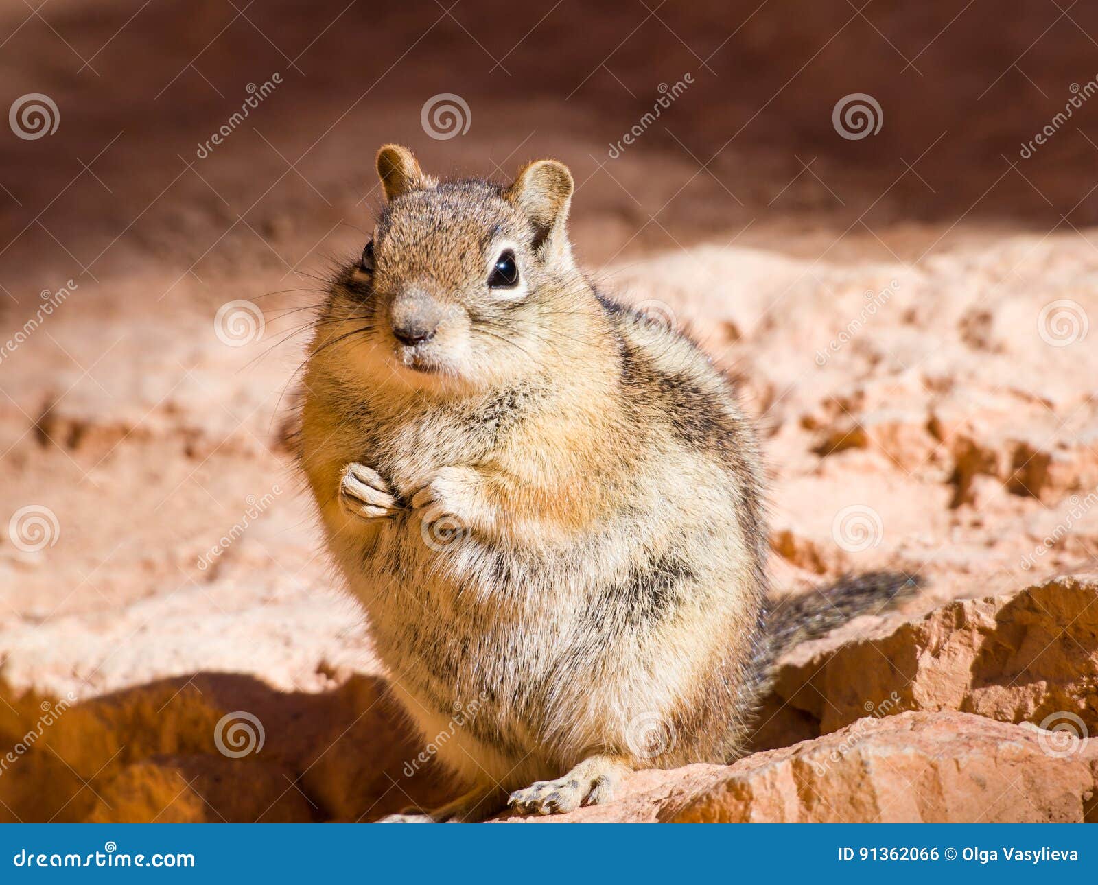 Chipmunk is Sitting on the Rock Stock Photo - Image of eyes, small ...