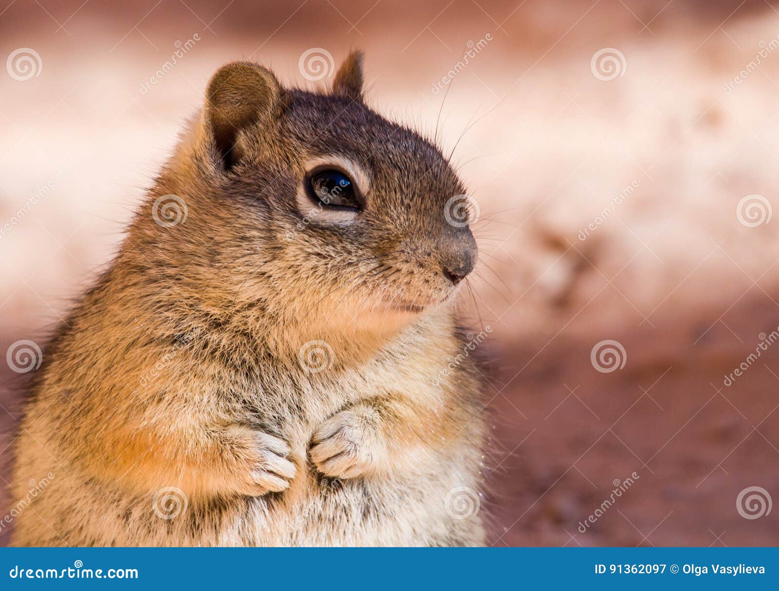 Chipmunk is Sitting on the Rock Stock Image - Image of furry, outside ...