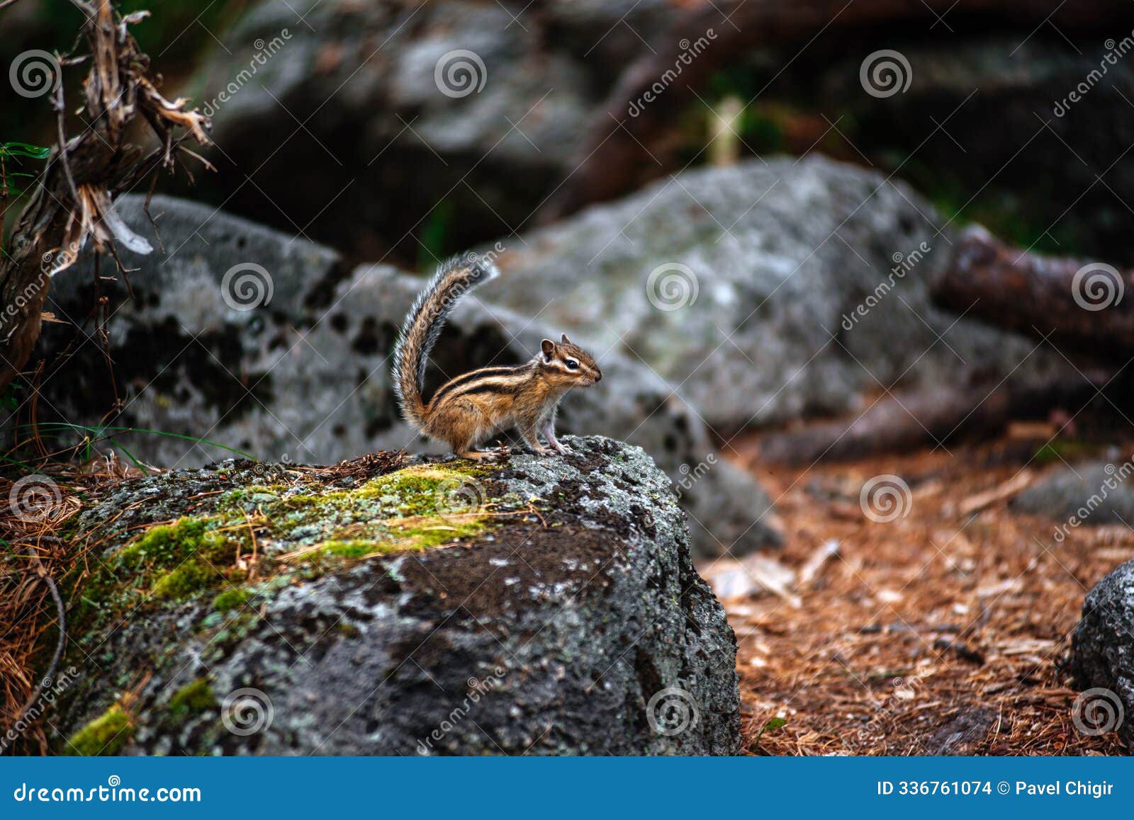 A Chipmunk is Sitting on a Rock with Its Tail Up Stock Photo - Image of ...