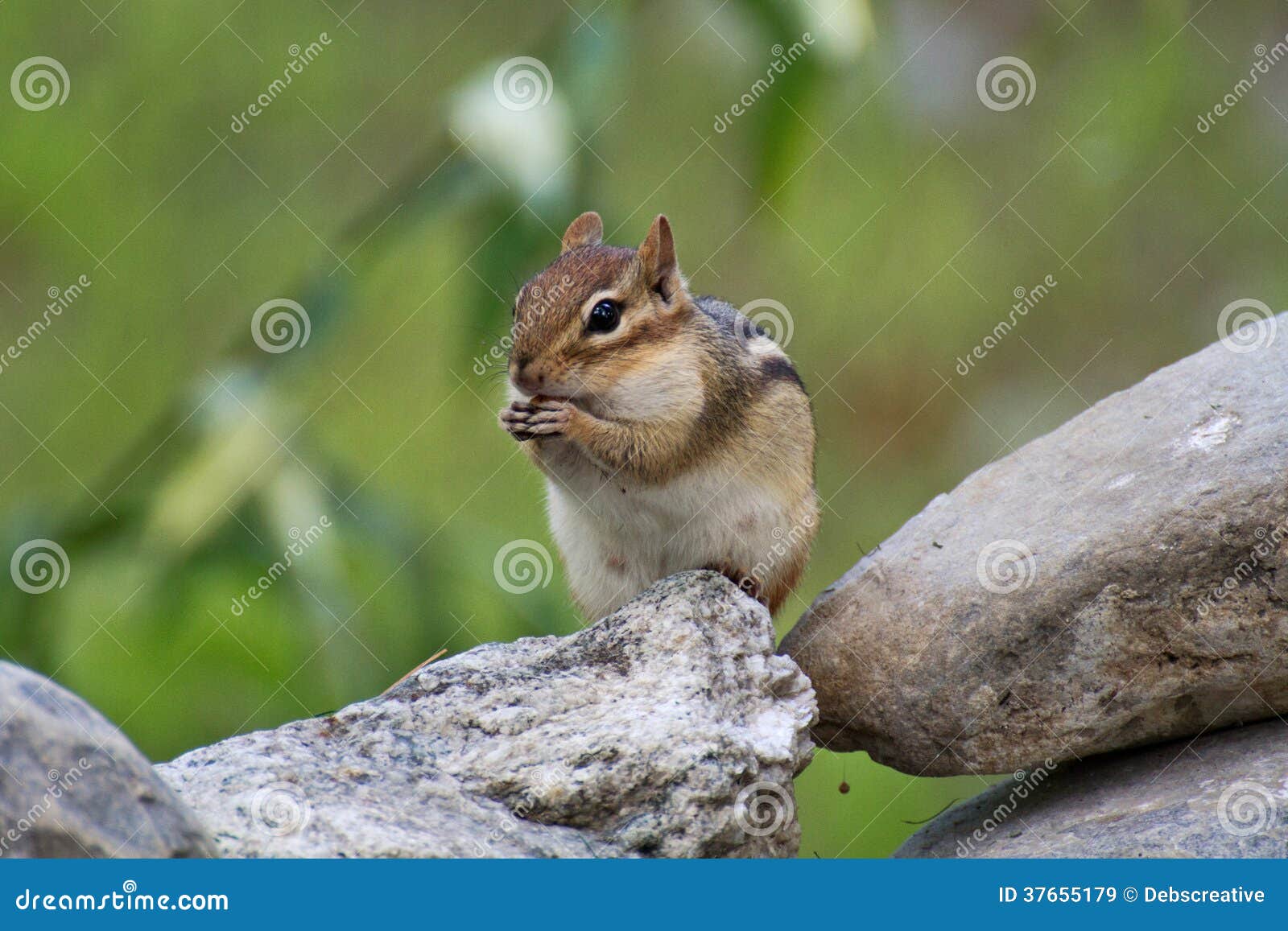 Chipmunk Sitting on a Stone Stock Image - Image of outside, adorable ...