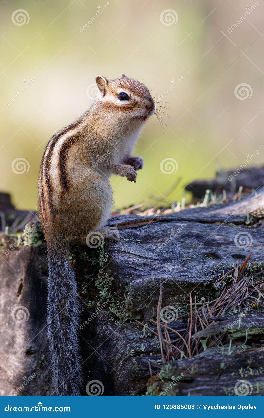 Chipmunk Sitting on the Tree Stock Photo - Image of tree, brisk: 120885008