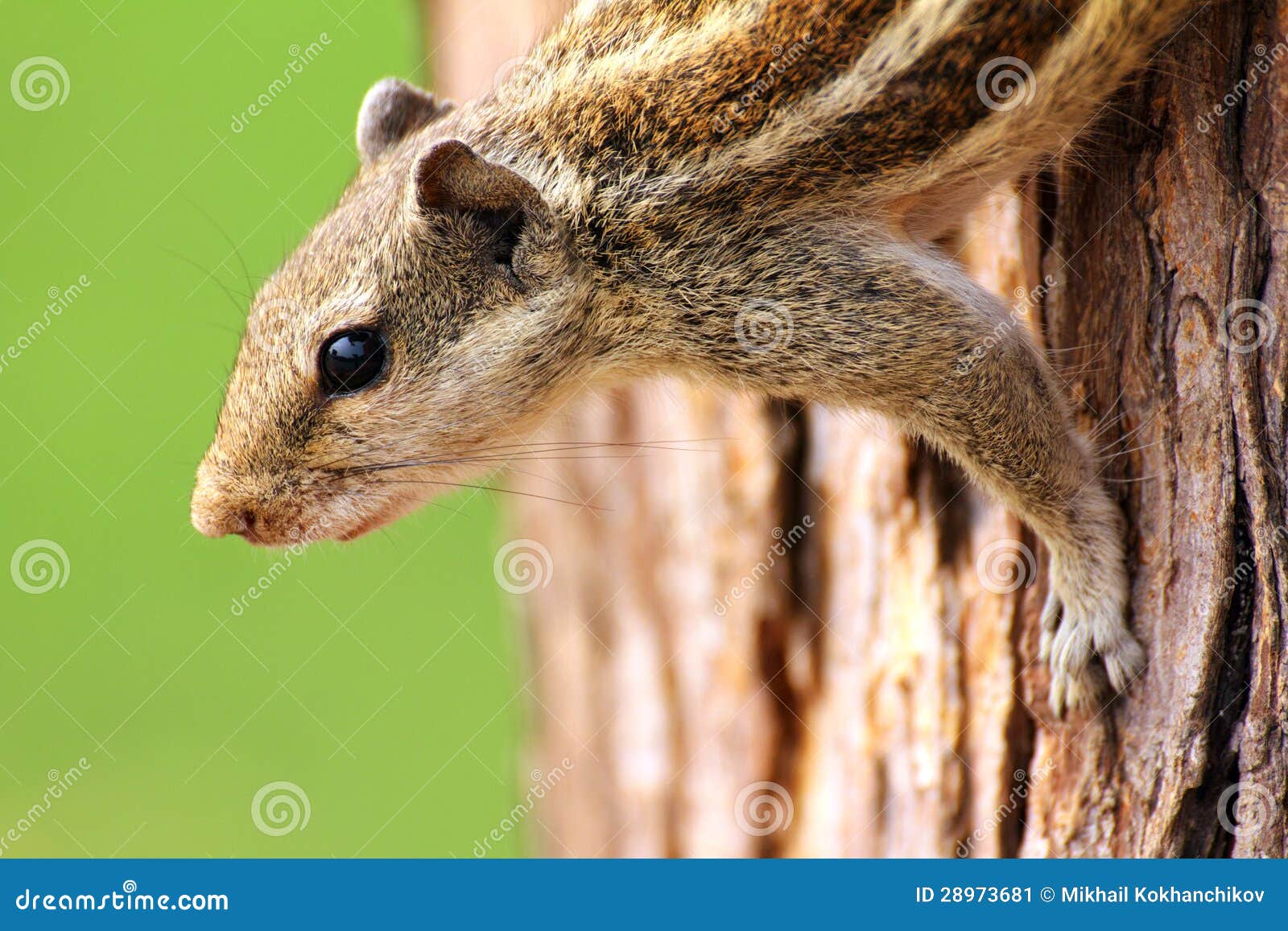 Chipmunk sitting on tree stock image. Image of pretty - 28973681