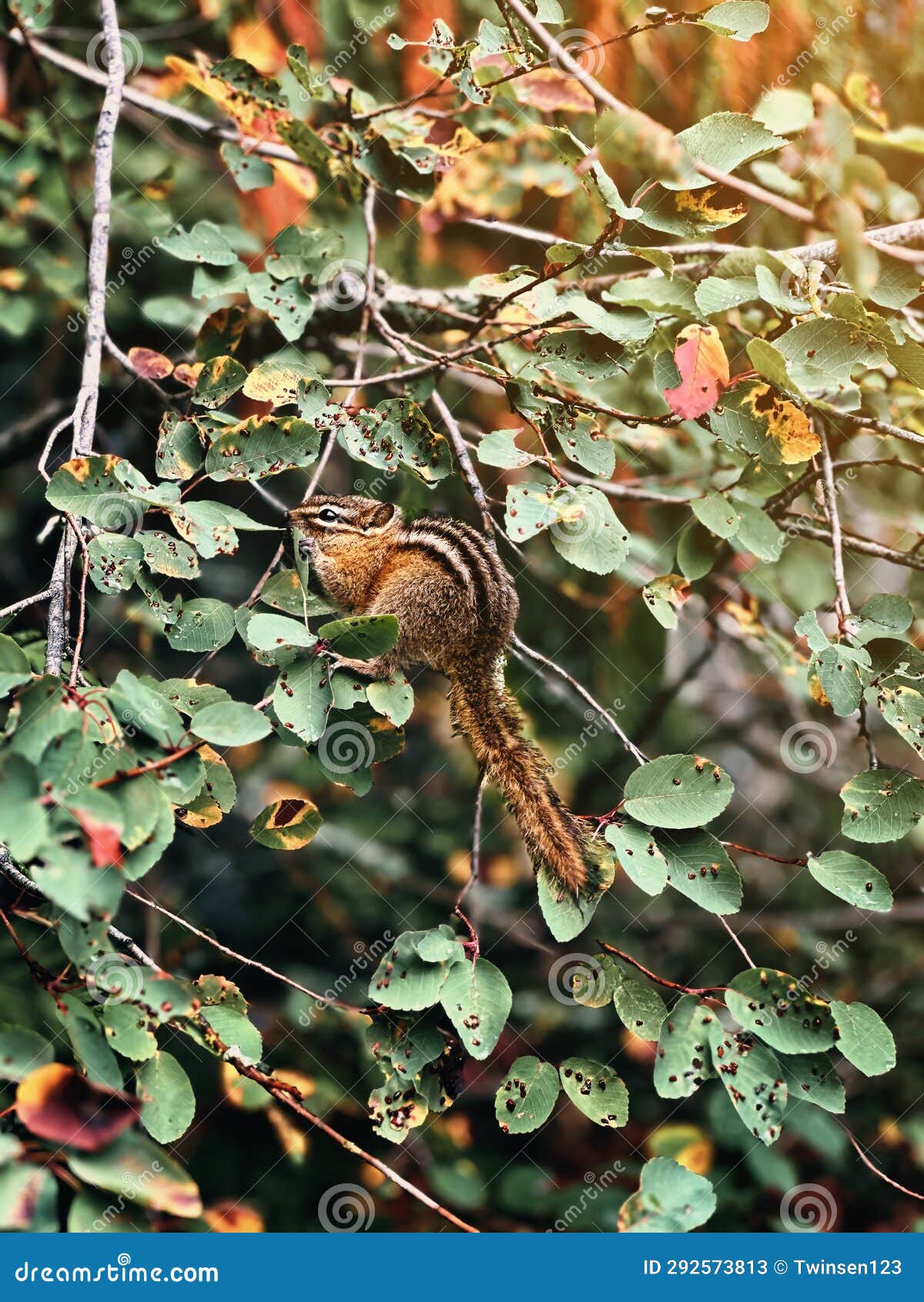 Chipmunk Sitting on a Tree Branch in Forest Stock Image - Image of ...