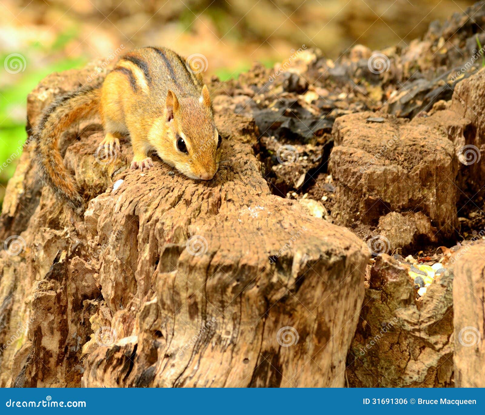 Chipmunk stock photo. Image of creature, rodent, wildlife - 31691306