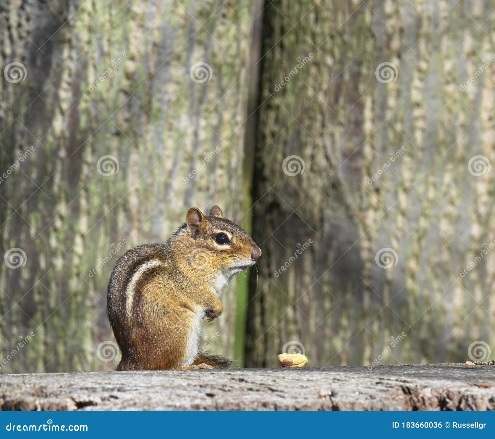 Chipmunk Sitting on Tree Trunk with Food Stock Photo - Image of stripes ...