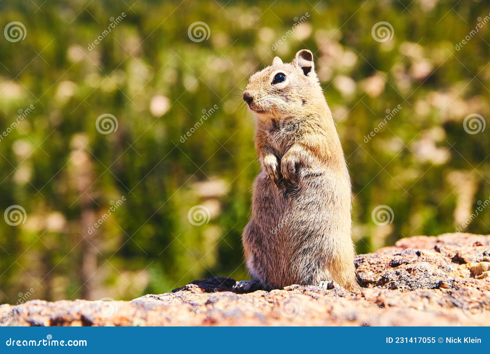 Chipmunk Sitting Upright Looking at Camera Stock Image - Image of fauna ...