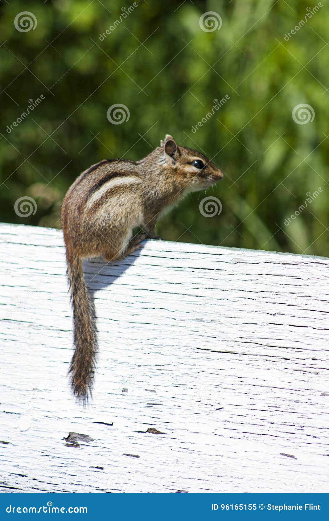 Chipmunk Sitting on White Plank Stock Image - Image of cute, green ...