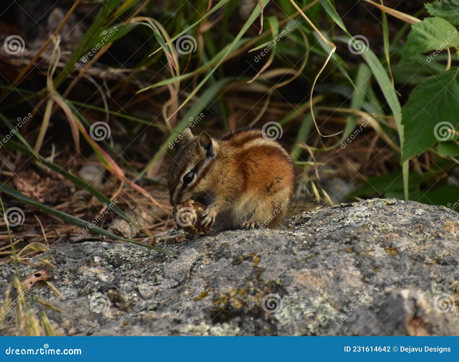 Chipmunk Snacking on an Acorn in the Wild Stock Photo - Image of mammal ...