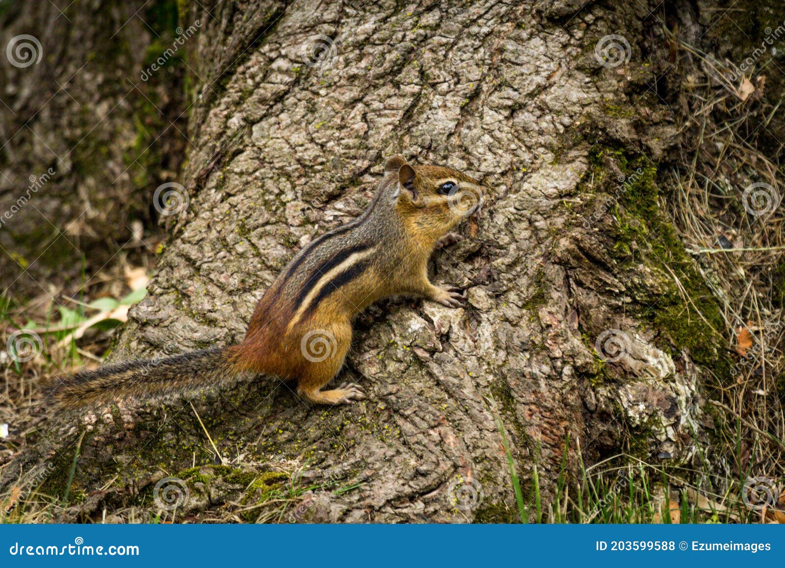 Chipmunk Spring Time stock photo. Image of nature, summer - 203599588