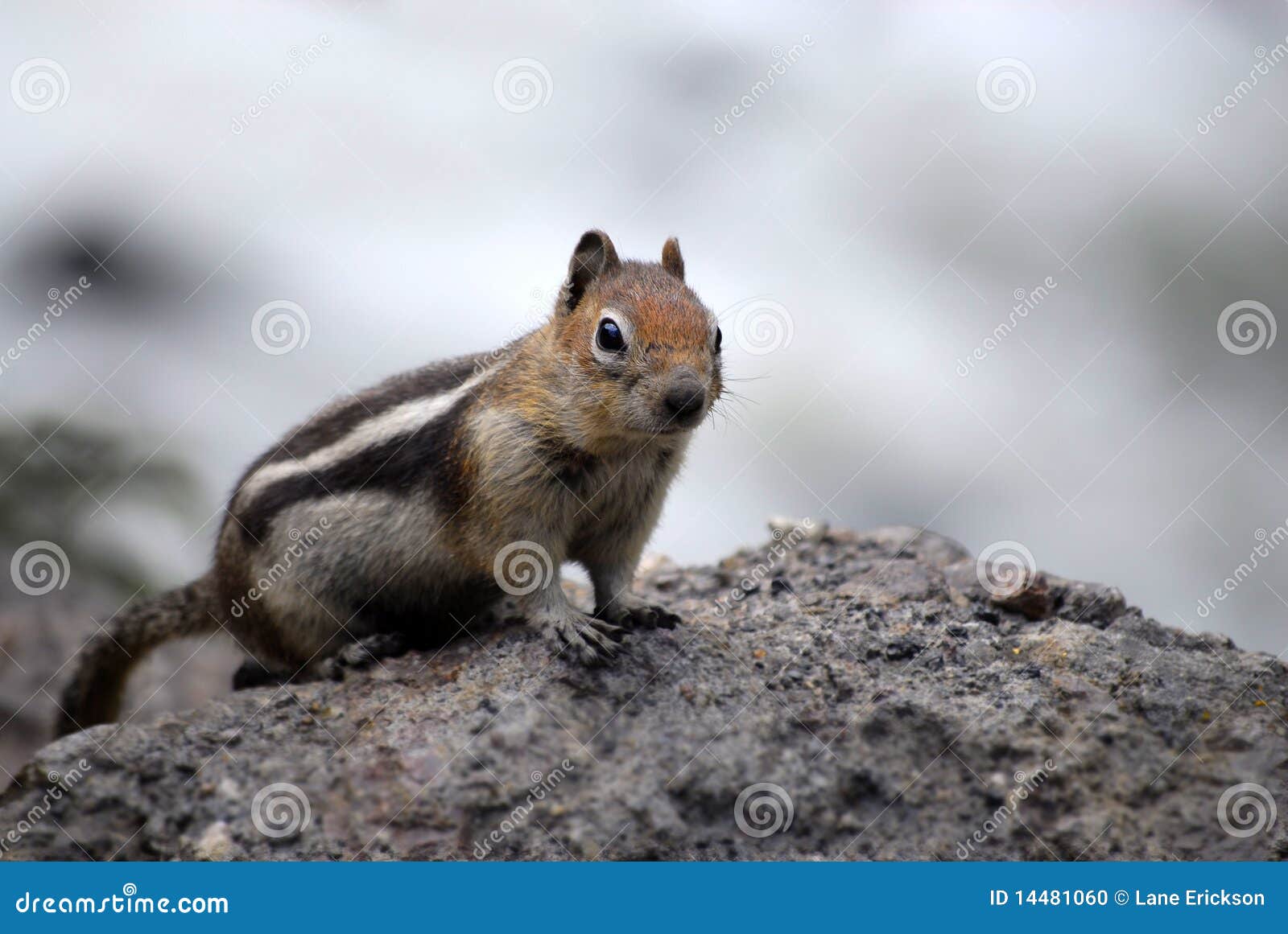 Chipmunk Squirrel stock photo. Image of forest, rock - 14481060