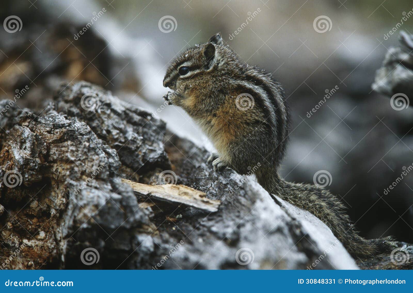 Chipmunk Standing on Hind Legs on Rock Side View Stock Image - Image of ...