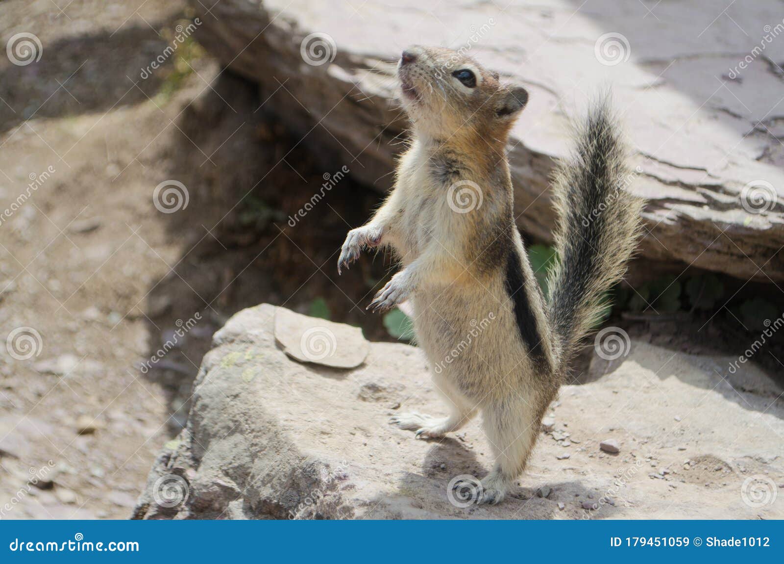 Chipmunk Standing on Hind Legs Stock Image - Image of tamias, rodent ...