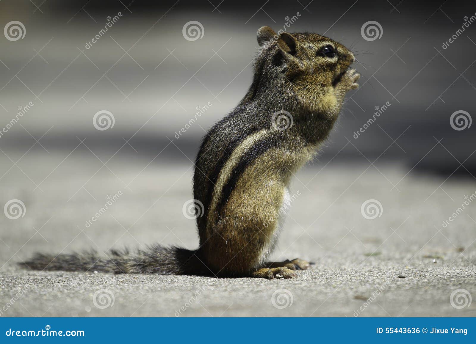 Chipmunk stock photo. Image of cute, close, chipmunk - 55443636
