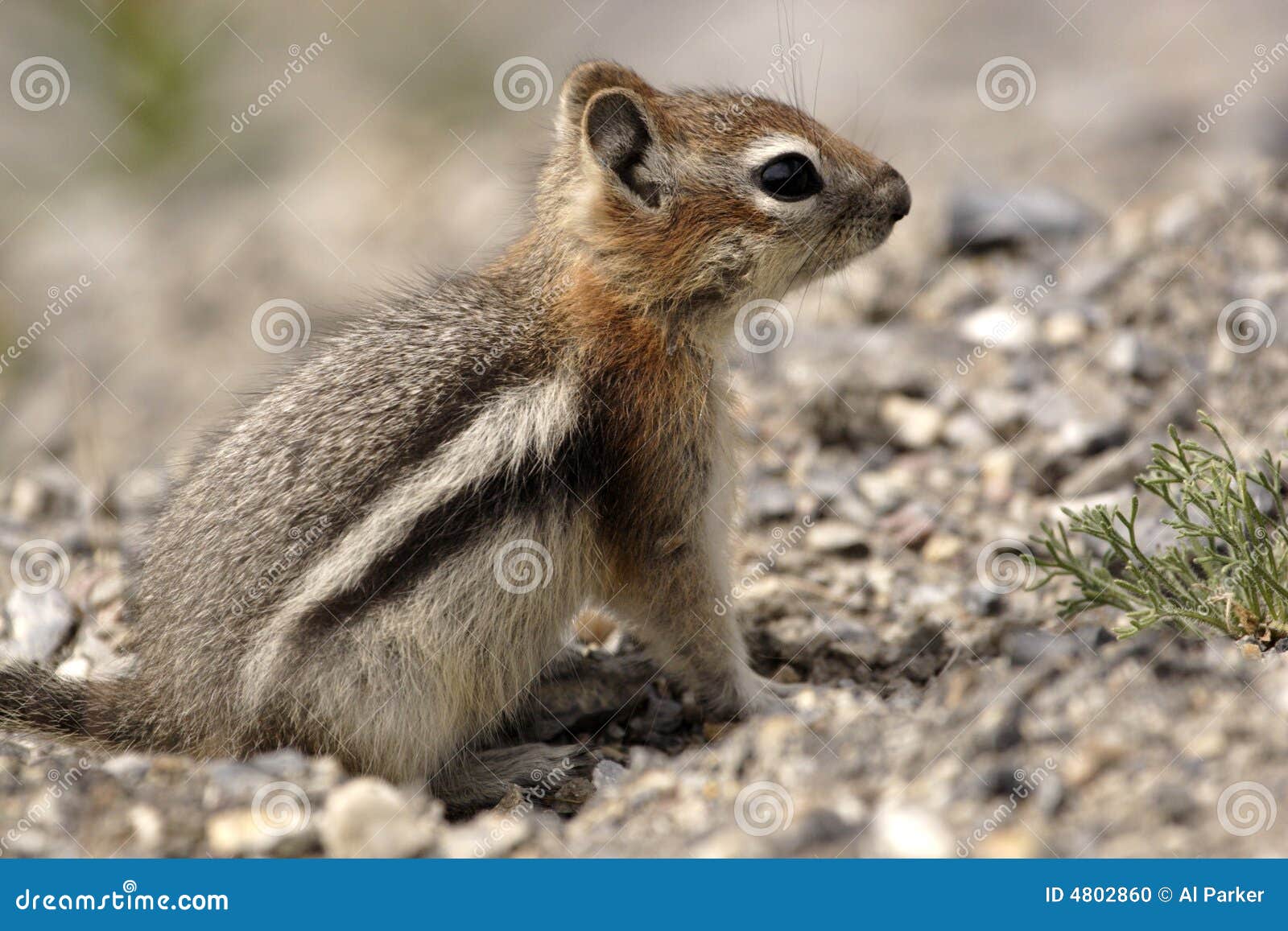 Chipmunk Standing Still stock photo. Image of mammal, close - 4802860