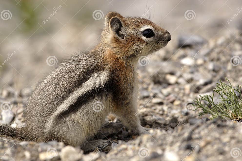 Chipmunk Standing Still stock photo. Image of mammal, close - 4802860