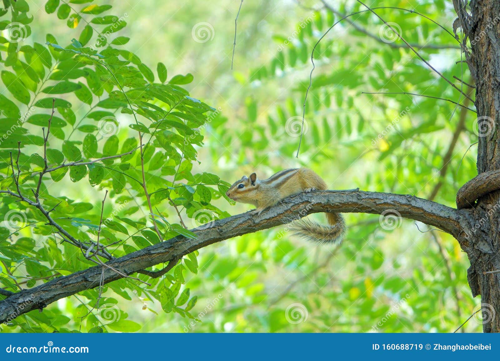 Chipmunk stock image. Image of mammal, nature, trees - 160688719