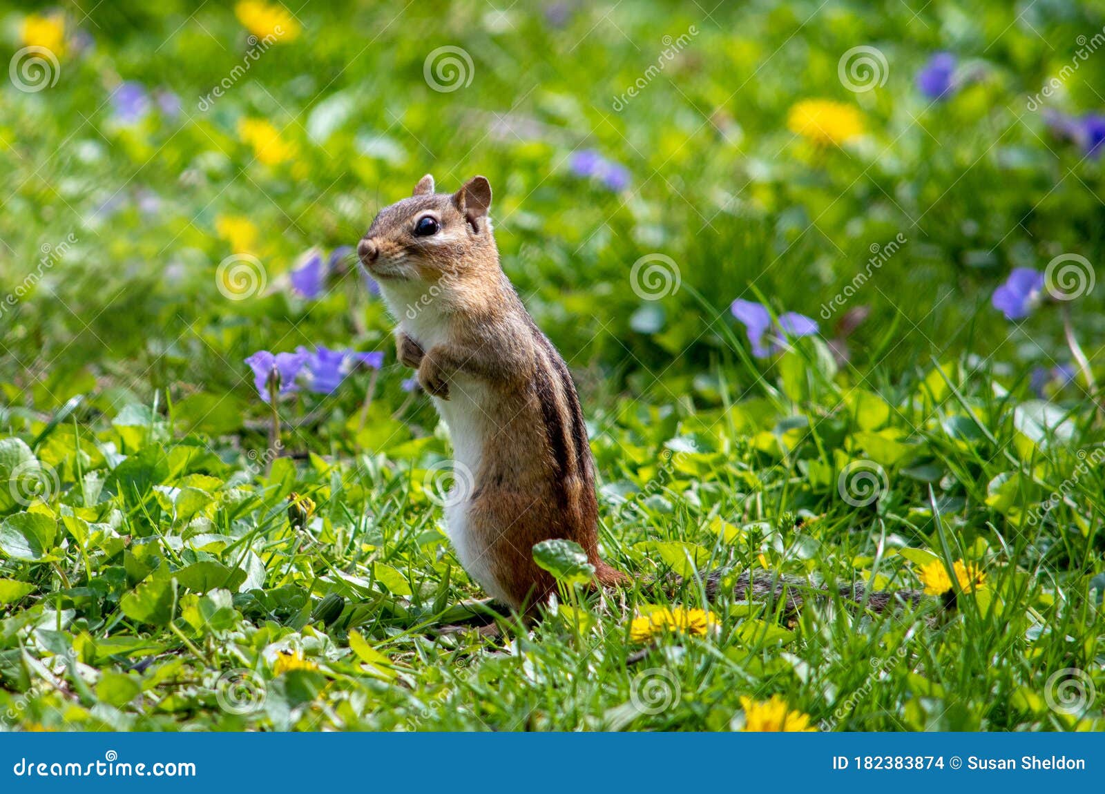 Chipmunk Stands Tall Looking for Danger Stock Photo - Image of looking ...