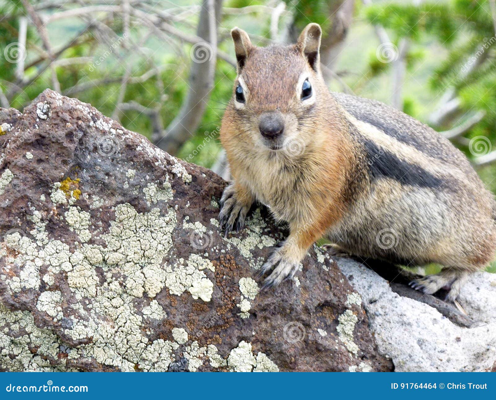 Chipmunk stare stock photo. Image of hiking, moutains - 91764464