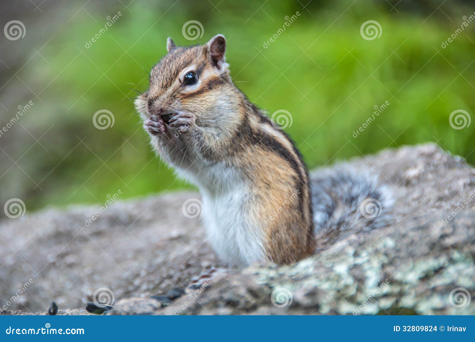Chipmunk Eats Sunflower Seeds Tamias Sibiricus Stock Photo - Image of ...