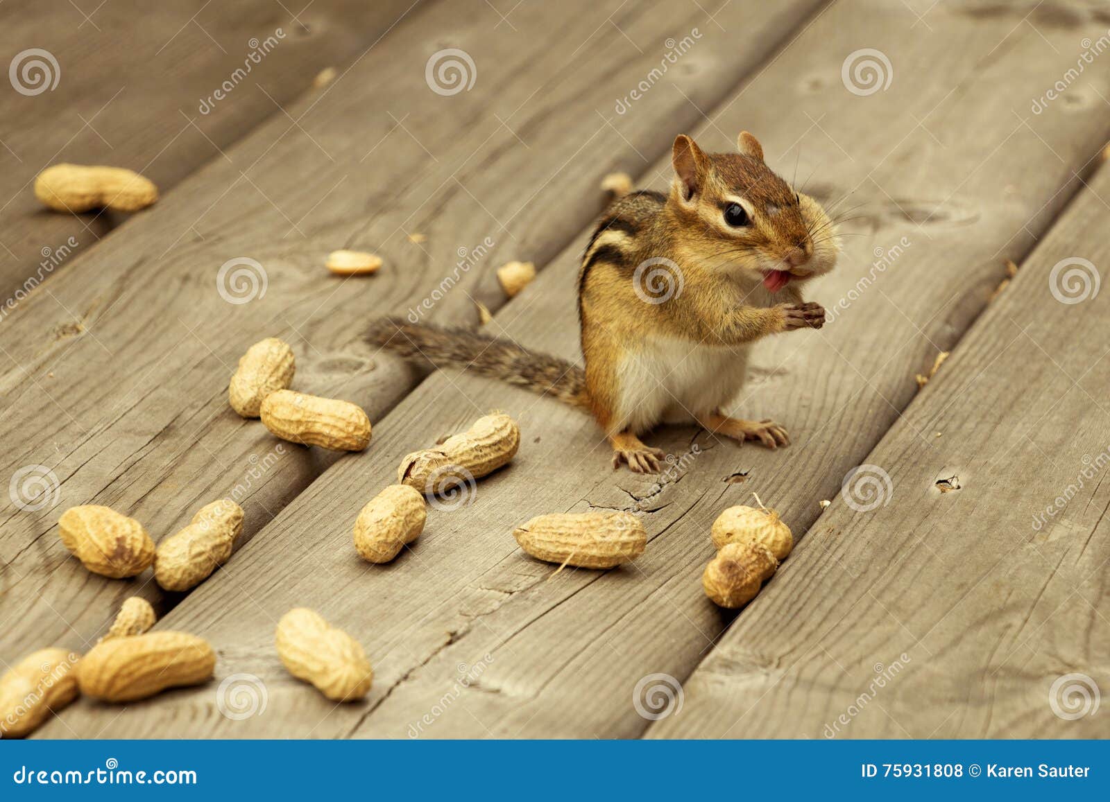 Chipmunk with Tongue Out Eating Peanuts Stock Photo - Image of creature ...