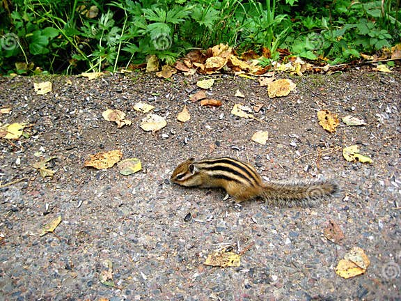 Chipmunk on the track stock photo. Image of ears, carpet - 58663874