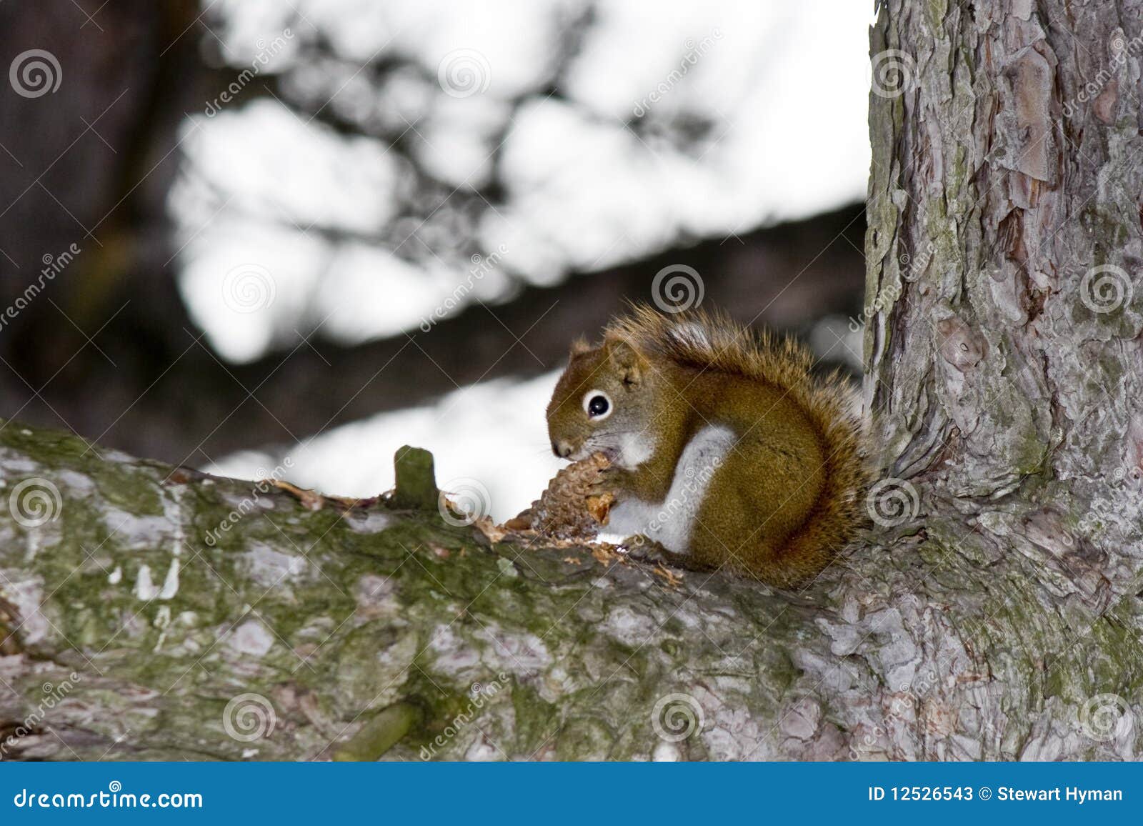 Chipmunk in a tree stock image. Image of storage, rodent - 12526543