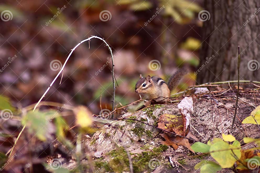 Chipmunk on a tree branch stock photo. Image of nature - 140078534