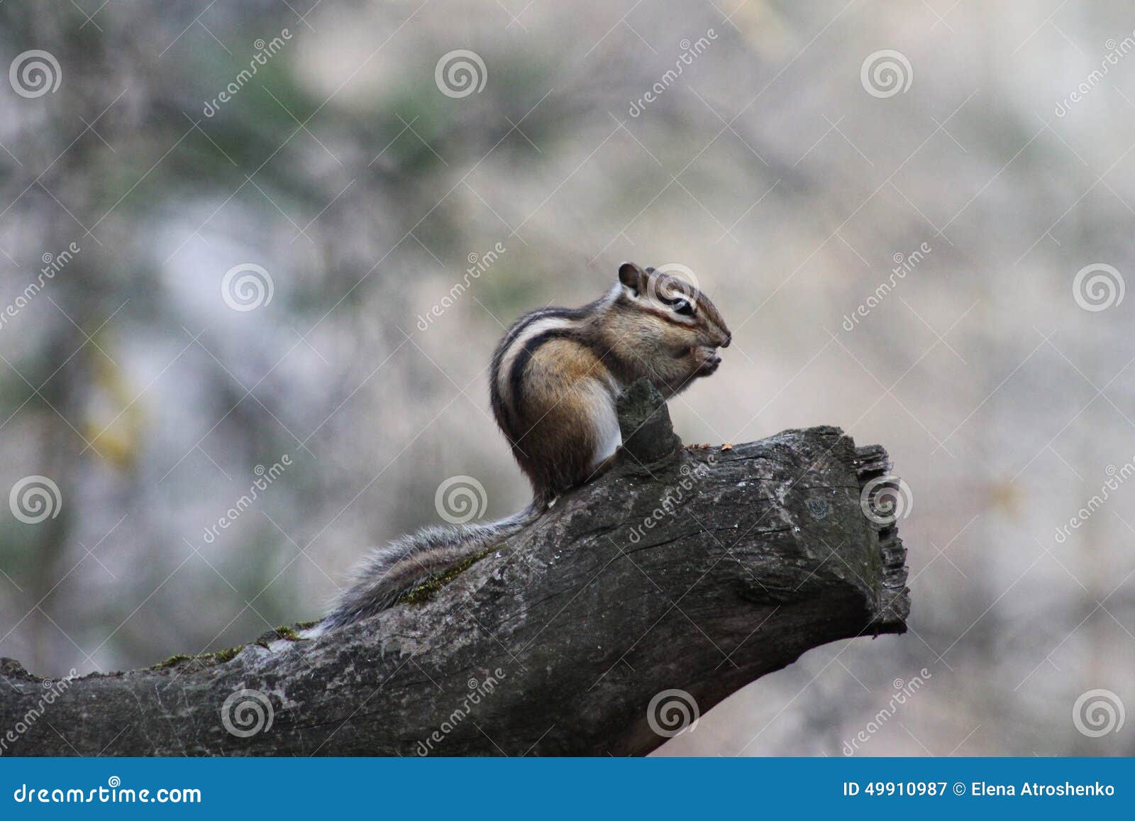 Chipmunk on a tree branch stock image. Image of cheek - 49910987